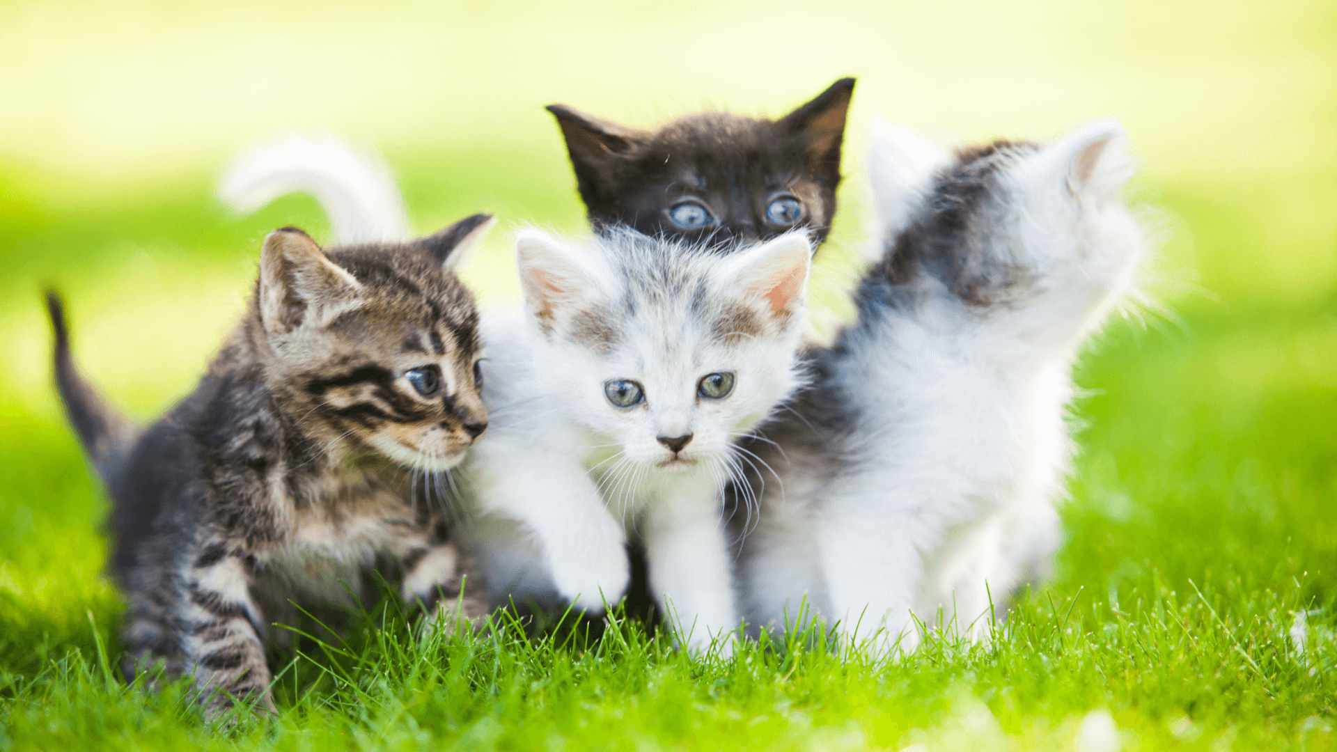 Katzenrassen ≫ Überblick und Infos | Schmidts Katze